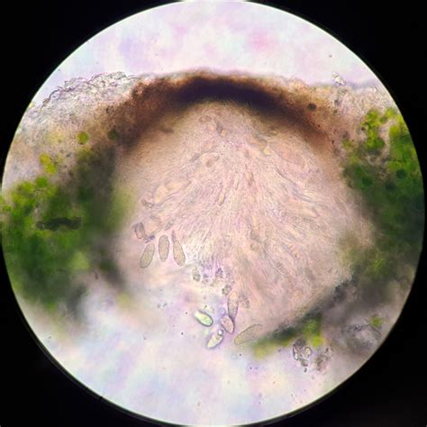 Lichens Of North Carolina