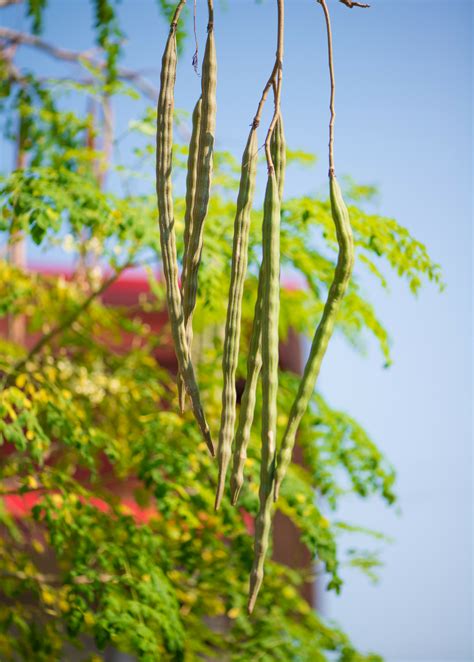 Moringa Tree