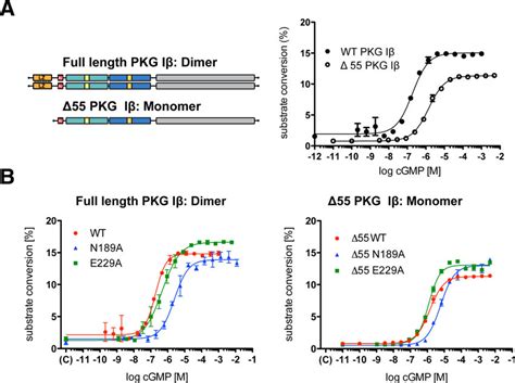 Role Of The Dimeric Interface In Activation A Activation Of Pkg Iβ