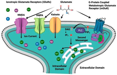 Glutamate Receptor In Alzheimers And Parkinsons Diseases