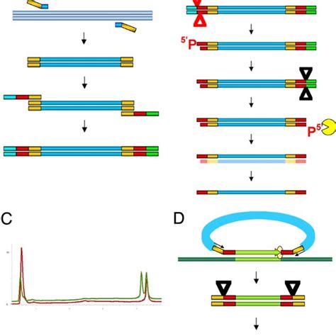 Construction Of Single Strand Probes A The Bacteriophage Lambda Dna
