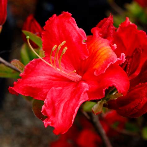 Azalea Plants Garden Plants Gardeners Dream