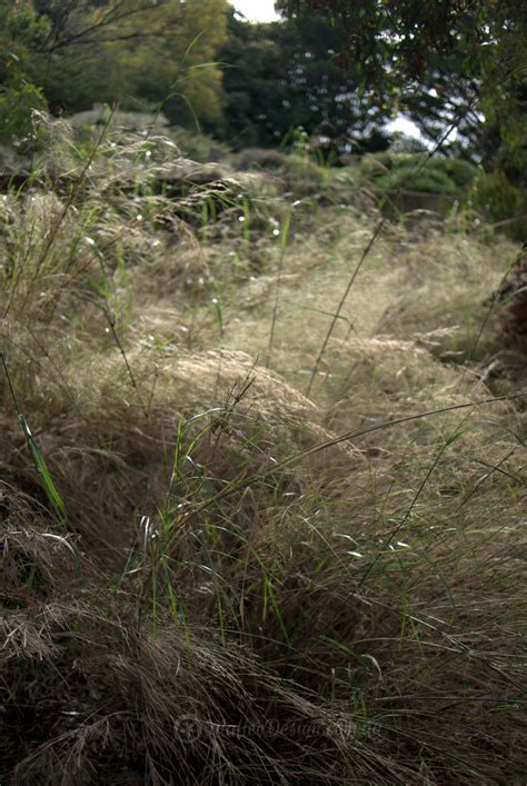 Soft And Elegant Ornamental Grass Stipa Ramosissima Mallee Design