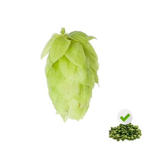 Saaz Hops For Beer Alus Live Aludaris Lt