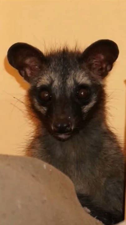 Bham Beralcivet🦨 Catnaturelovers Nightview Shortsfeed Shortsvideo