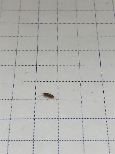 About 14 Inch New Mexico Usa Is This A Cockroach Larvae Rwhatsthisbug