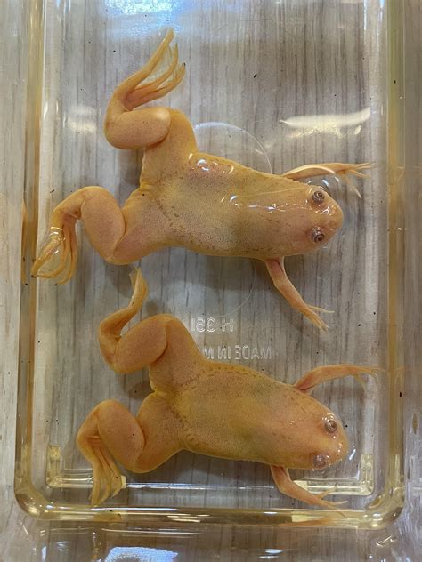 Would Anyone Be Able To Sex These 5 Frogs Rafricanclawedfrog