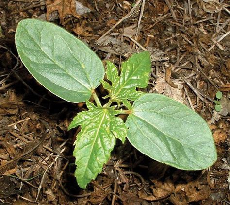 Zweikeimblttrige Dicots Dicotyledoneae Reisen