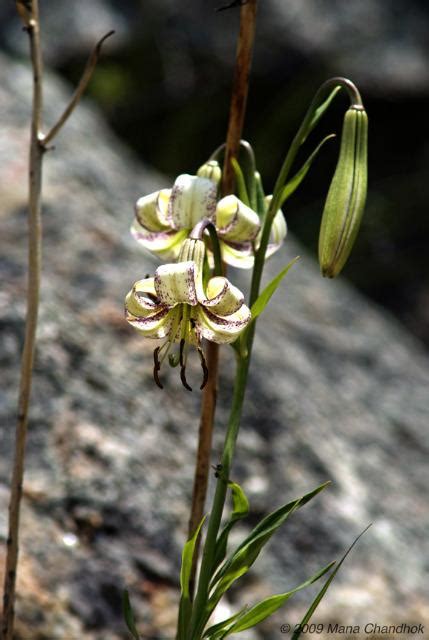 Lily Lilium Polyphyllum In The Lilies Database