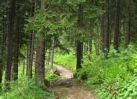 Categorynature Reserve Rezerwat Na Policy Im Prof Zenona