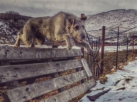 Are Wolves Bigger Than Mastiffs