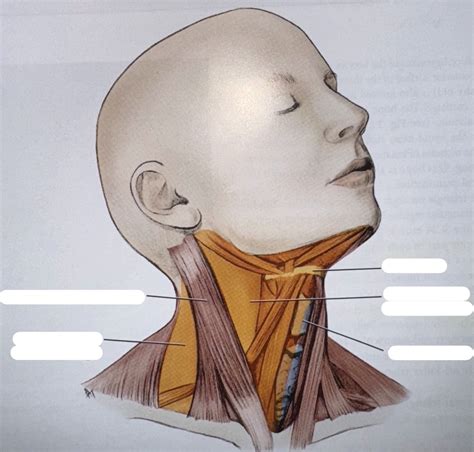 Regions Of Neck Labeling Diagram Quizlet