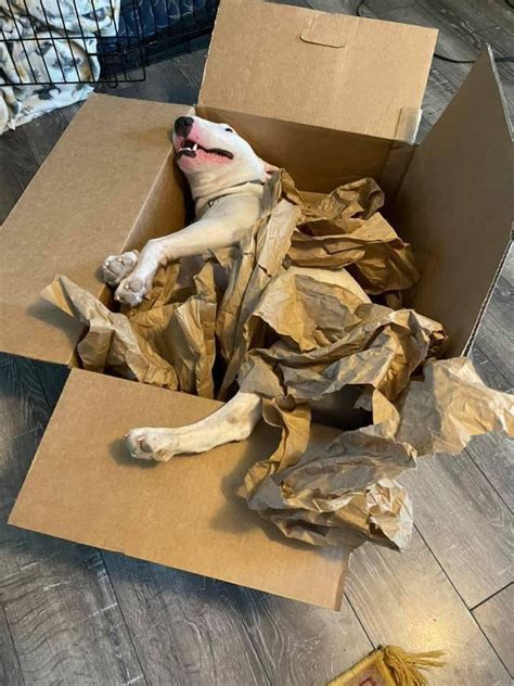 Nelson The Bull Terrier Added A Nelson The Bull Terrier