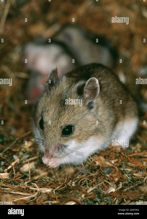 Pregnant Chinese Dwarf Hamster