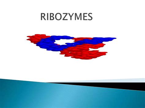 Ribozymes Pptx Ribozymes Pptx