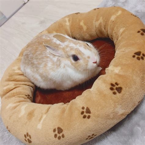 🐰ミミ And ムギ🐈 Mimi And Mugi • Instagram Photos And Videos