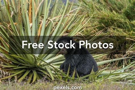 Tropical Andes Photos Download The Best Free Tropical Andes Stock