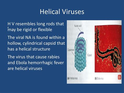 Ppt Virologi Powerpoint Presentation Free Download Id2208550