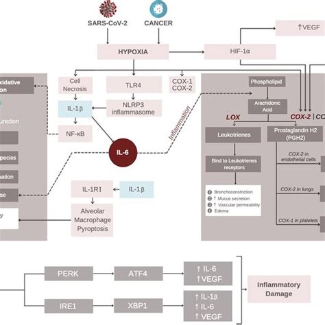 Hypercoagulability In Cancer And Sars Cov 2 Sars Cov 2 And Cancer