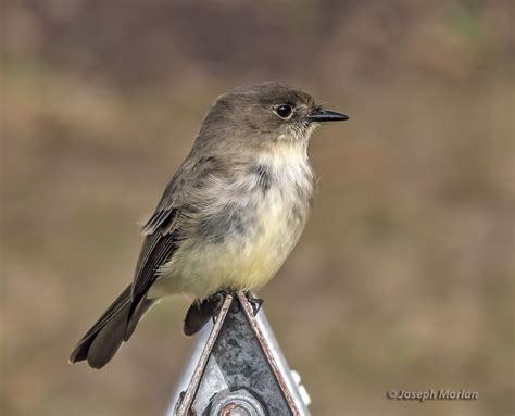 Eastern Phoebe Birdforum
