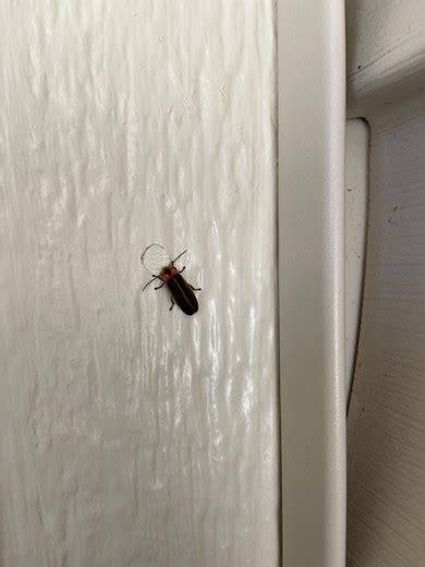 Common Eastern Firefly Life On Csg Pond
