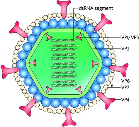 Rotavirus Classification Structure Composition And Properties Replication Mode Of