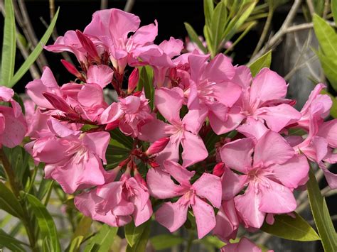 Nerium Oleander From Morocco Pan Global Plants