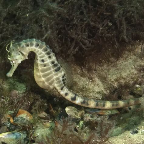 Big Belly Seahorse Facts Diet Habitat And Pictures On Animaliabio