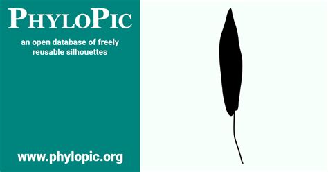 Lineage Of Euglenida Phylopic