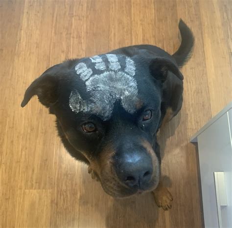 8796 Best T Wolves Images On Pholder Timberwolves Wolves With