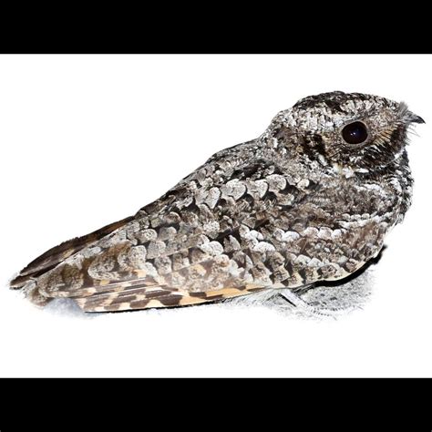 Common Poorwill Phalaenoptilus Nuttallii Identification Birda