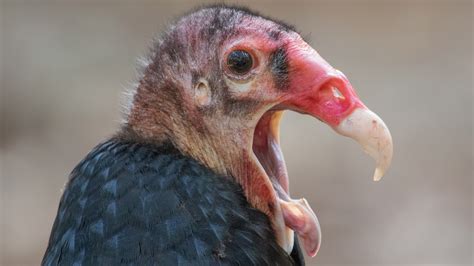Turkey Vulture The Bird That Vomits Acid Up To 10 Feet And Poops