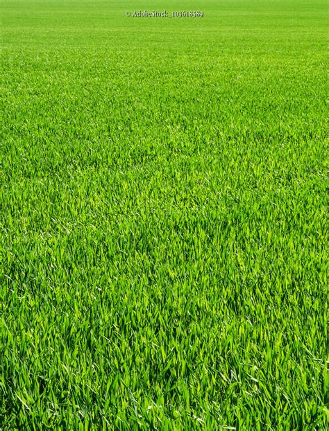 Grasses General Bonide