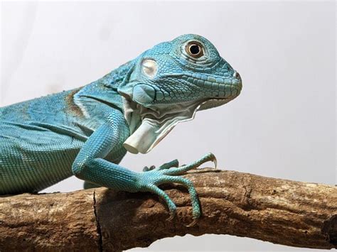 Premium Photo Blue Lizard