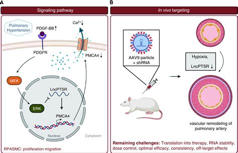 Long Noncoding Rnas Emerging Regulators Of Platelet Derived Growth Factor Signaling Pmc