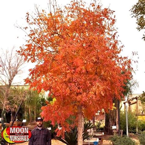 Fall Trees For Fall Planting