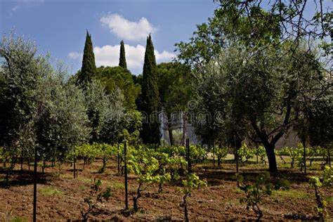 Small Vineyard Stock Image Image Of Trees Outdoor Landscape 15093803