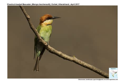 Chestnut Headed Bee Eater Ogaclicks