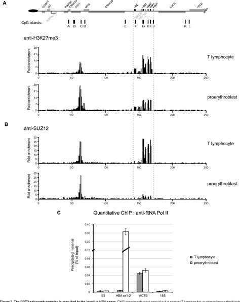 Figure 2 From The Role Of The Polycomb Complex In Silencing Alpha