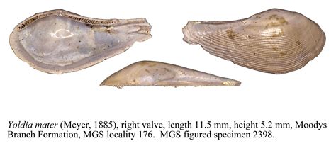Bivalvia Surface Geology Environmental Geology Ms Deq Geology