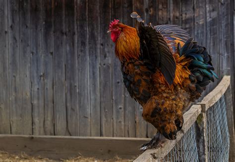 One Animal Agriculture Male Hahn Male Animal Cockscomb Red