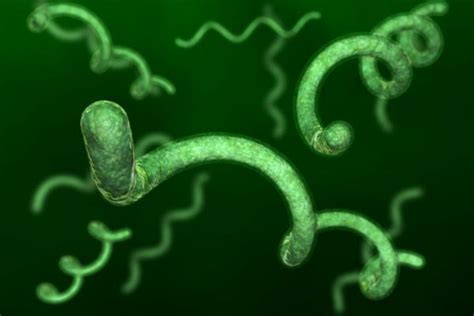 Bacterias