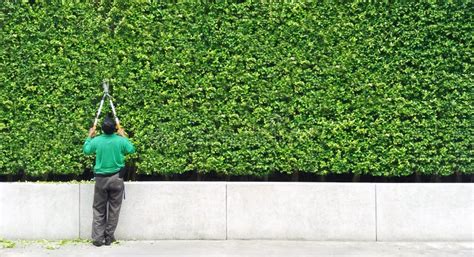 Gardener Man Cutting And Decorated Branch Of Tree And Some Leaves Falling Down On Floor With