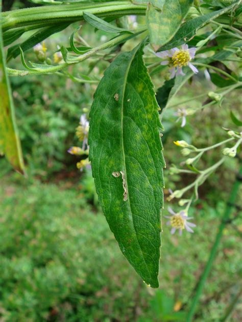 Aster Tataricus L F