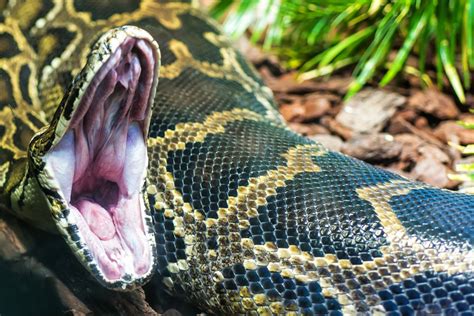 Netz Python Foto And Bild Tiere Zoo Wildpark And Falknerei Amphibien