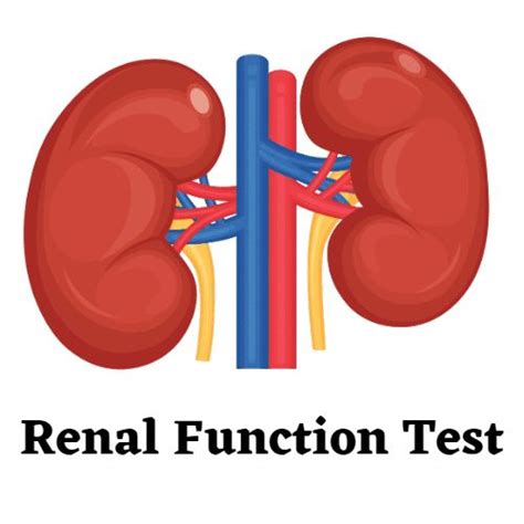 Organ Function Test