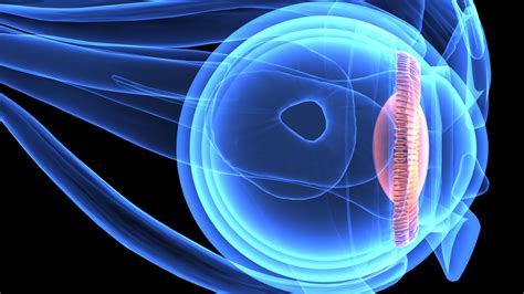 Anatomía Del Cuerpo Ciliar Anatomía Del Ojo Zohara G Udocz