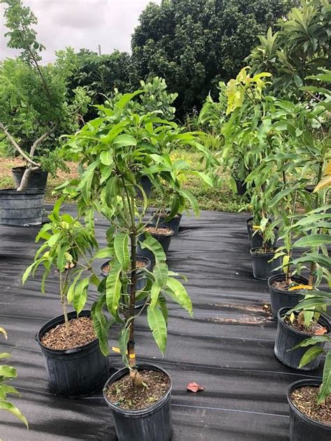 Sisa Garden Live 1 Rare Grafted Mango Plant 1 Healthy Live Fruit Plant