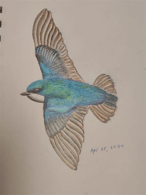 Tree Swallow Rcoloredpencils