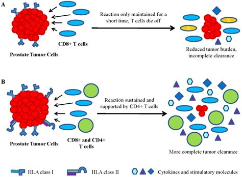 Requirement Of Both Cd4 And Cd8 T Cells In The Induction Of